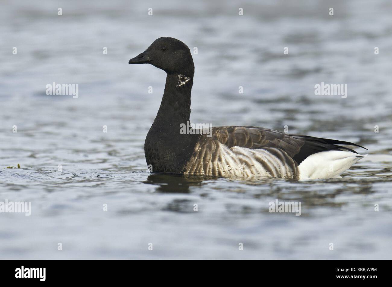 Brant Goose (Branta bernicla), New Jersey, USA, North America Stock ...