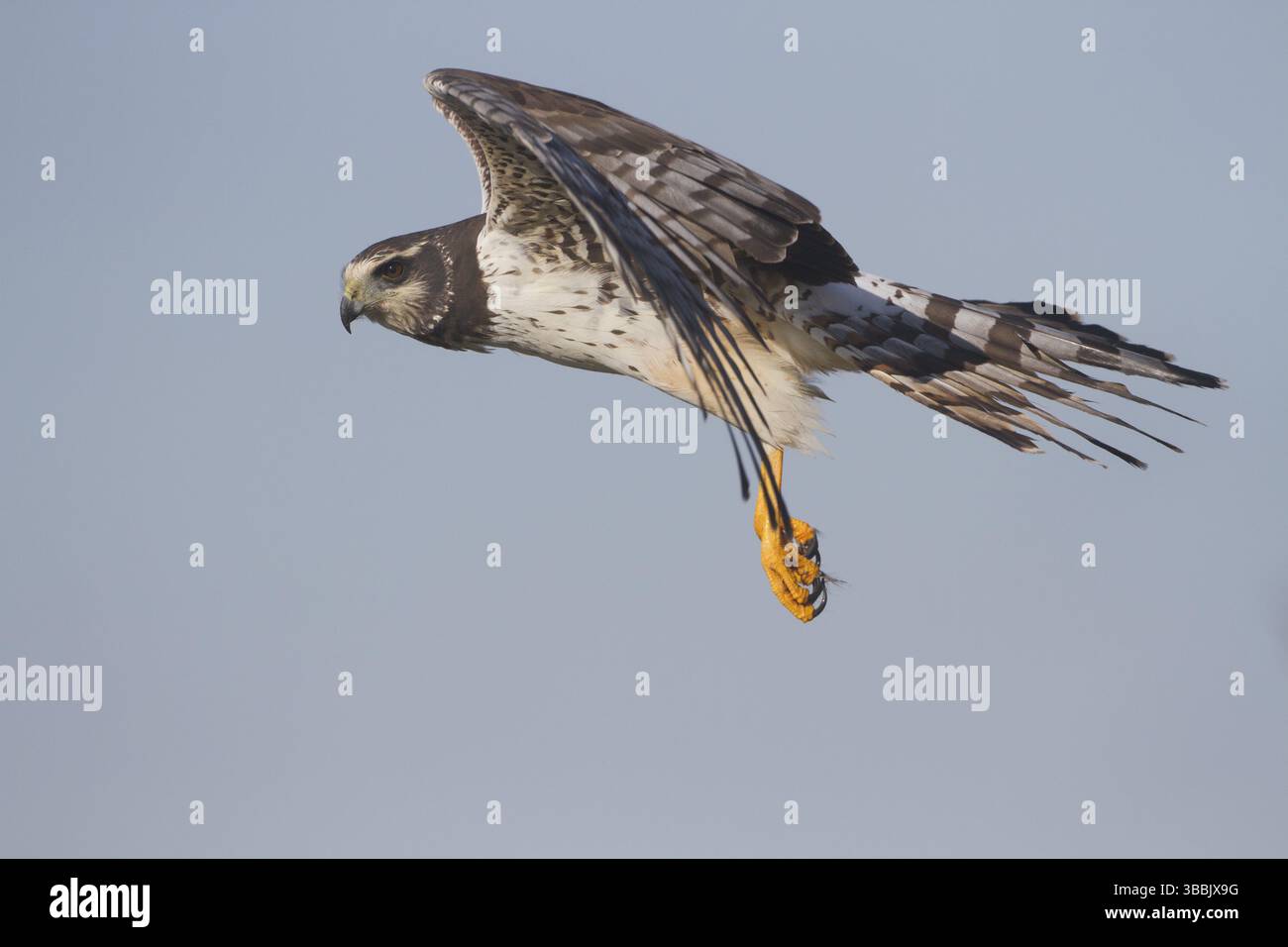 Long-winged Harrier (Circus buffoni) flying, Corrientes, Argentina ...