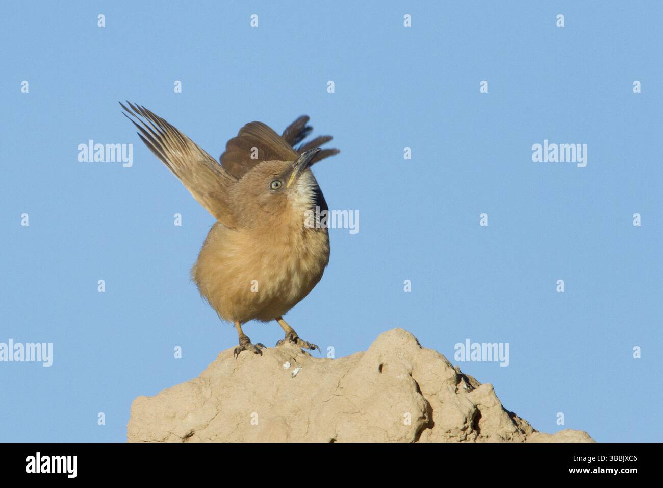 Fulvous Babbler (Turdoides fulva), Morocco, Africa Stock Photo - Alamy