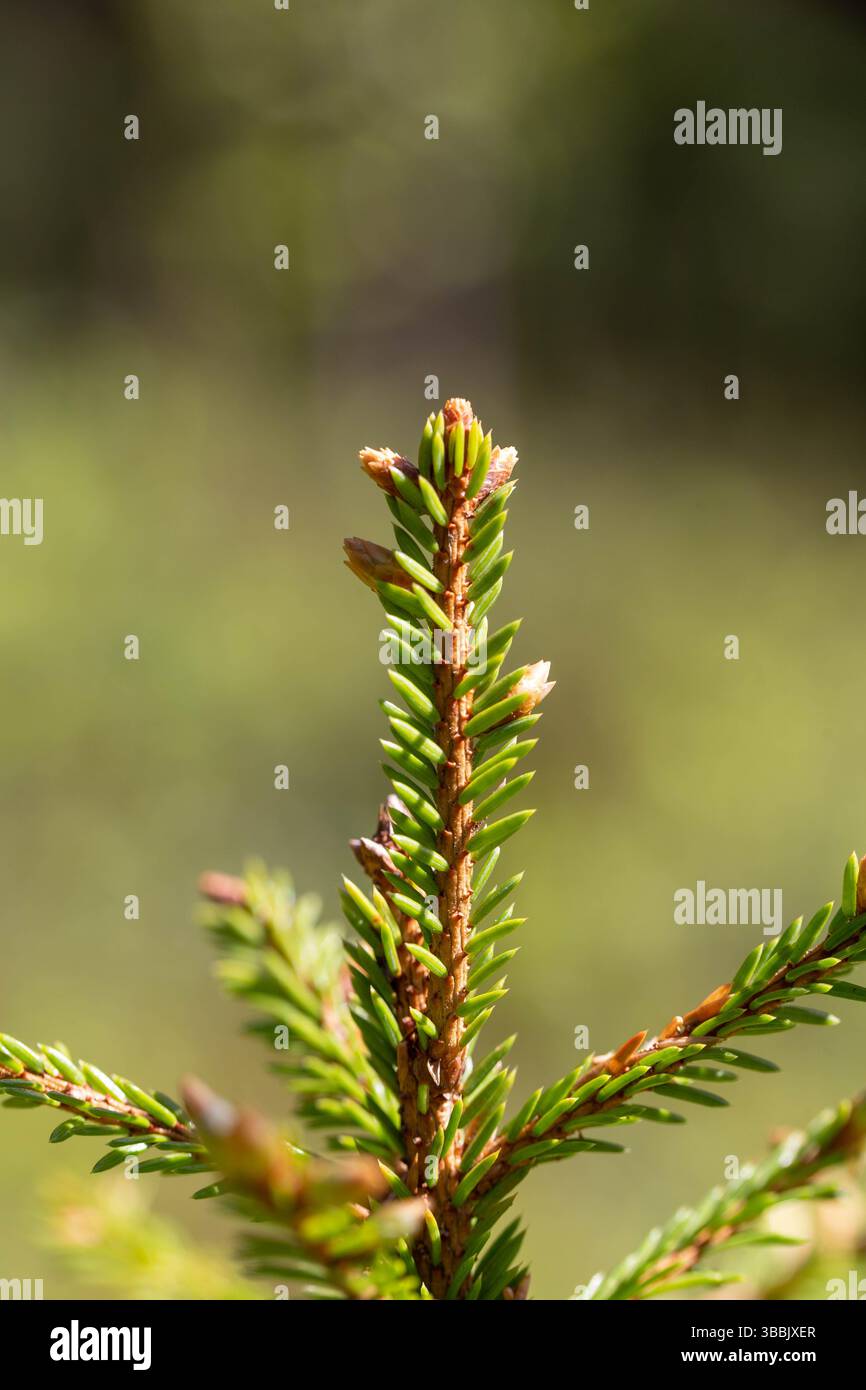Close-up young spruce shoot with fresh green needles on blurred ...