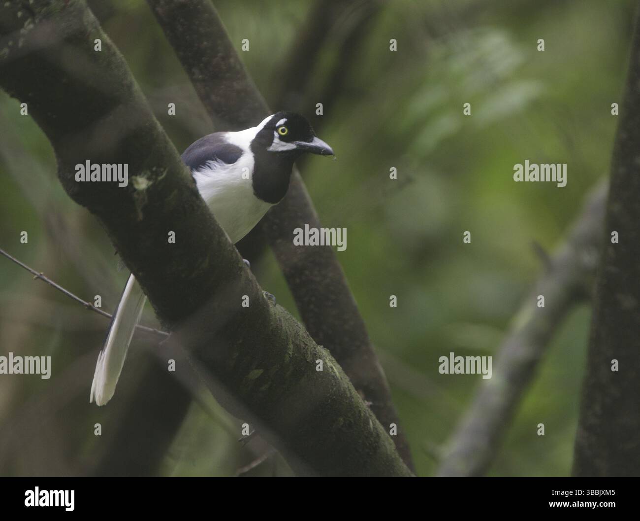 White-tailed Jay (Cyanocorax mystacalis), Guayas, Ecuador, South America Stock Photo - Alamy