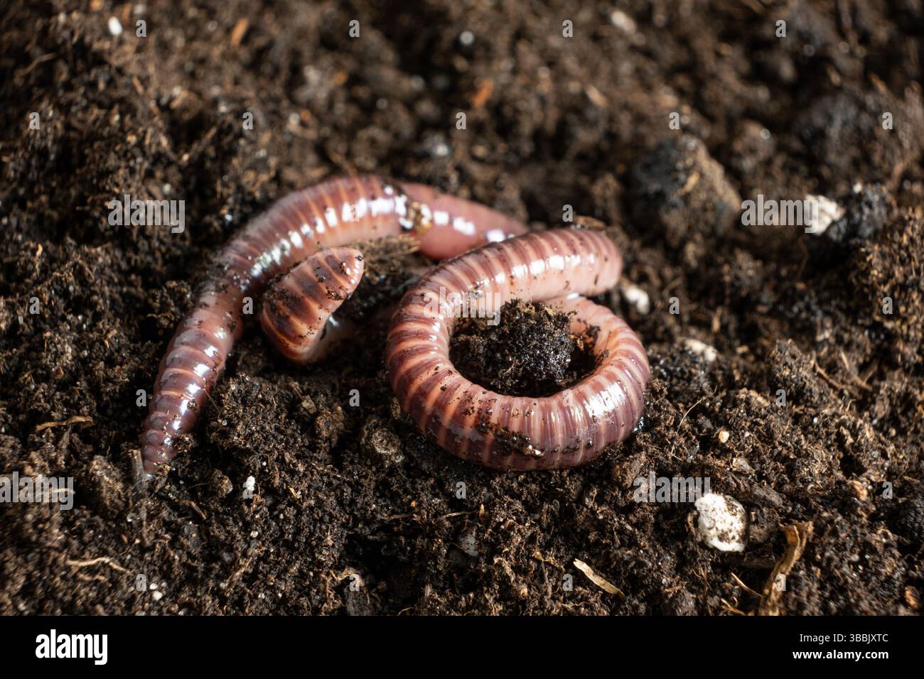 Earthworm Texture and Segments in Close-Up Stock Photo - Alamy