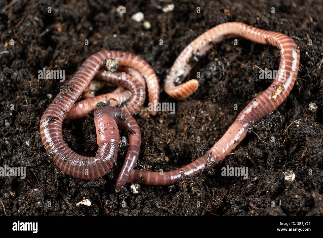 Vermicompost organic fertilizer nutrient hi-res stock photography and ...