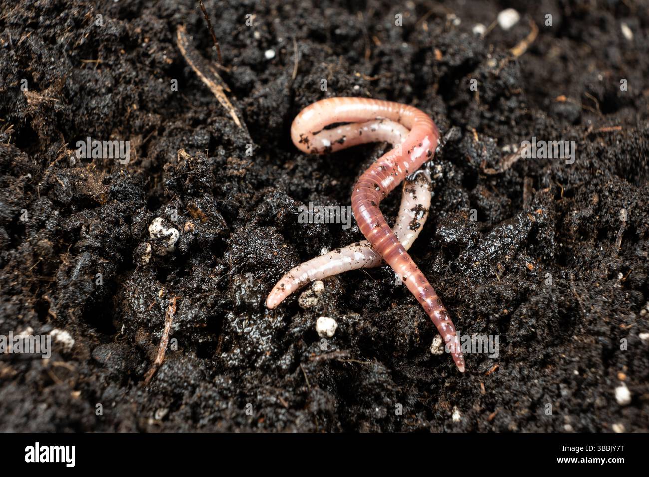 Earthworm for sustainable living hi-res stock photography and images ...