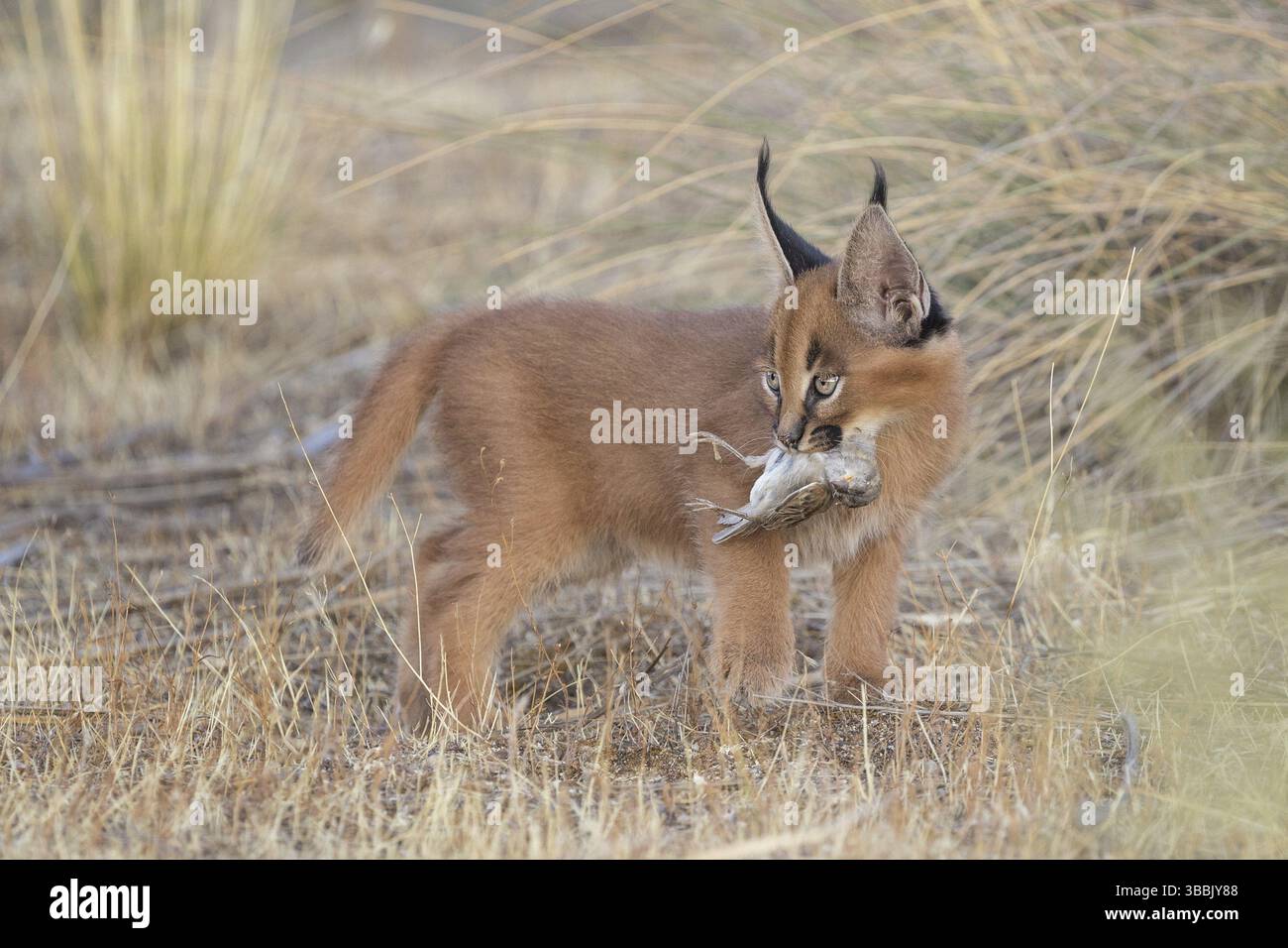 Caracal cub hunting hi-res stock photography and images - Alamy
