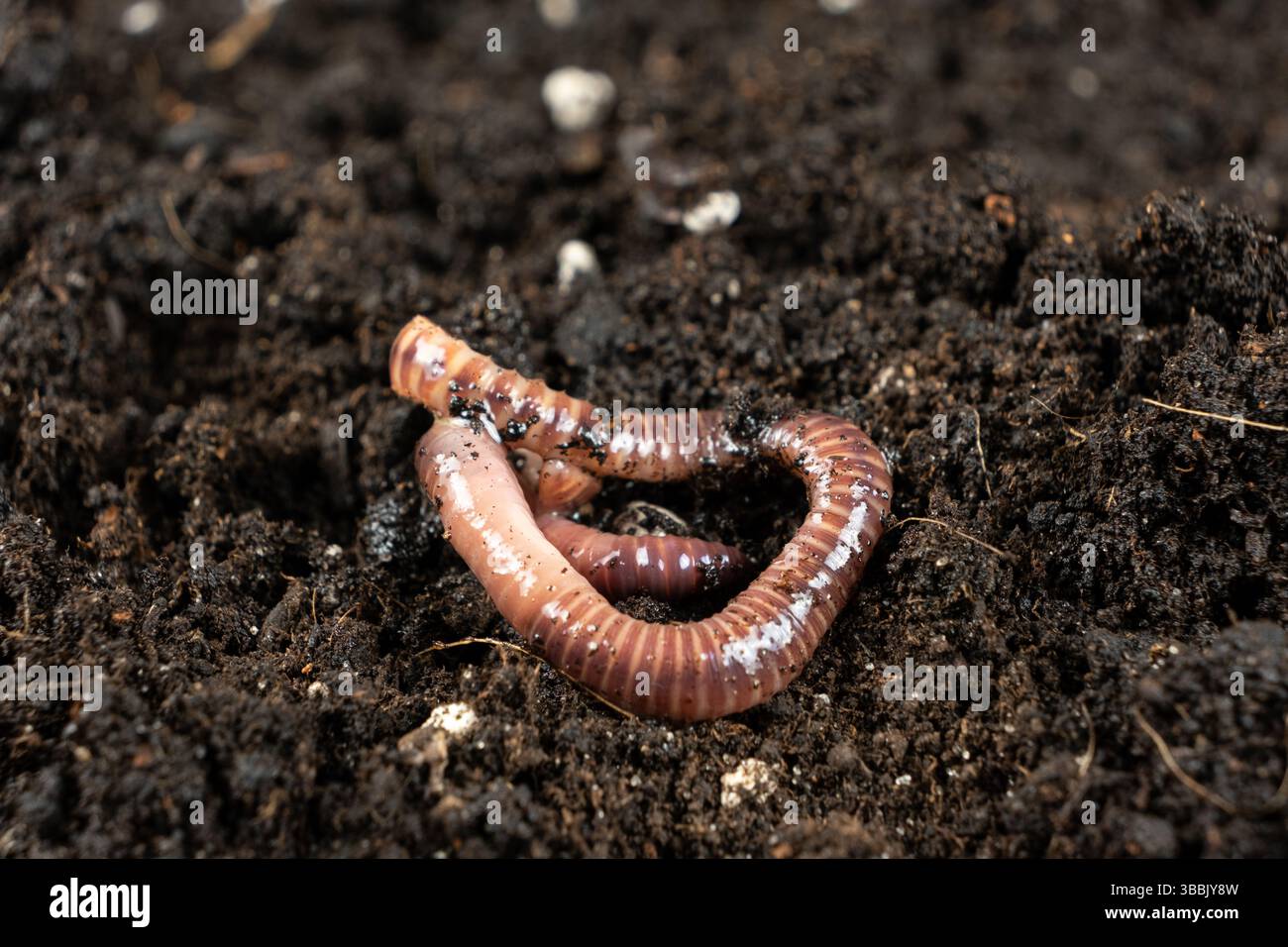 Earthworm for sustainable living hi-res stock photography and images ...