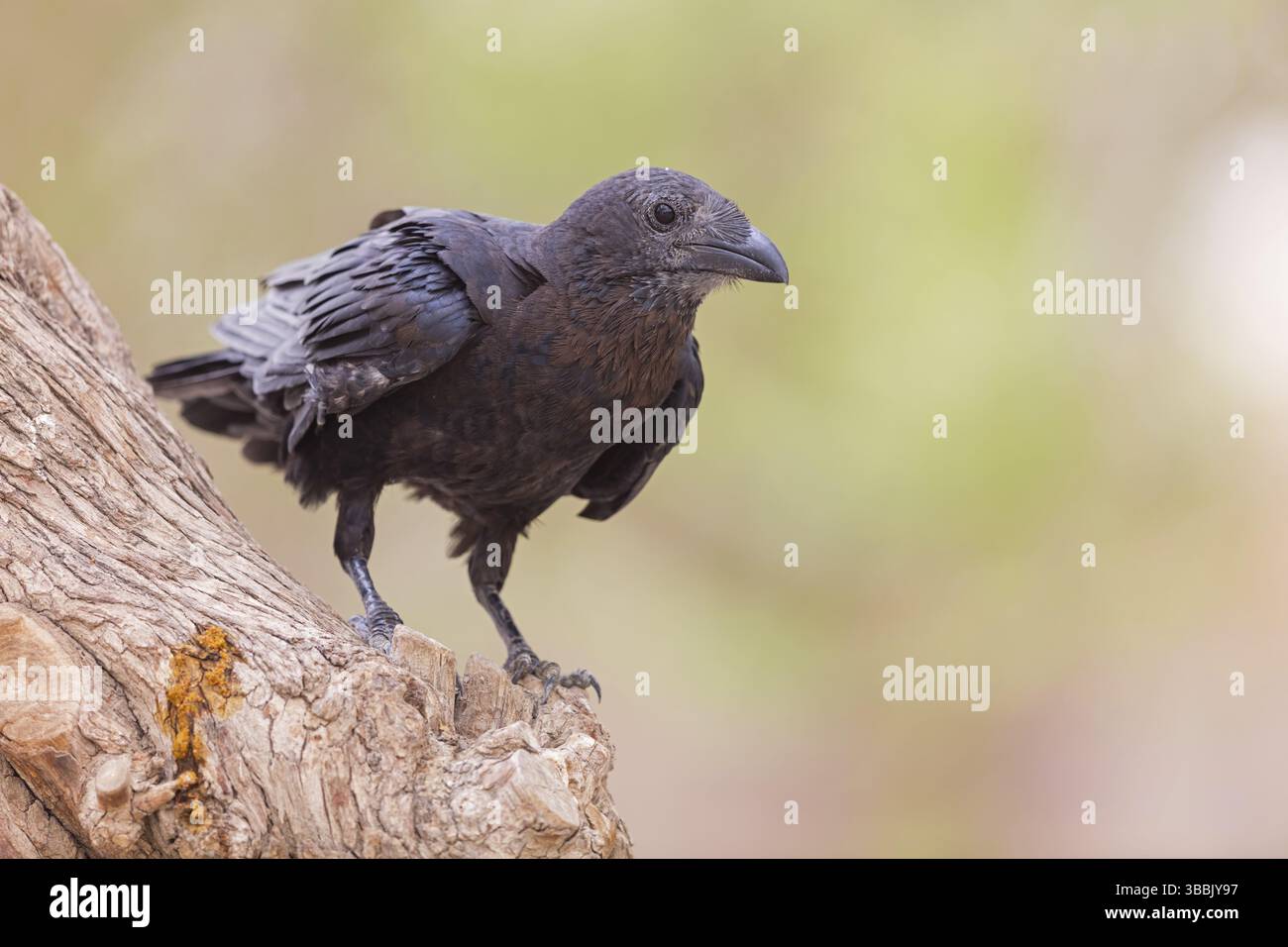 Borstenrabe, Fan-tailed Raven, Corvus rhipidurus, Corbeau a queue ...