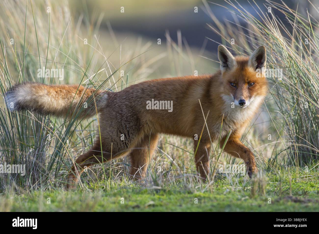 Red Fox (Vulpes vulpes) adult in grassland, Netherlands Stock Photo - Alamy