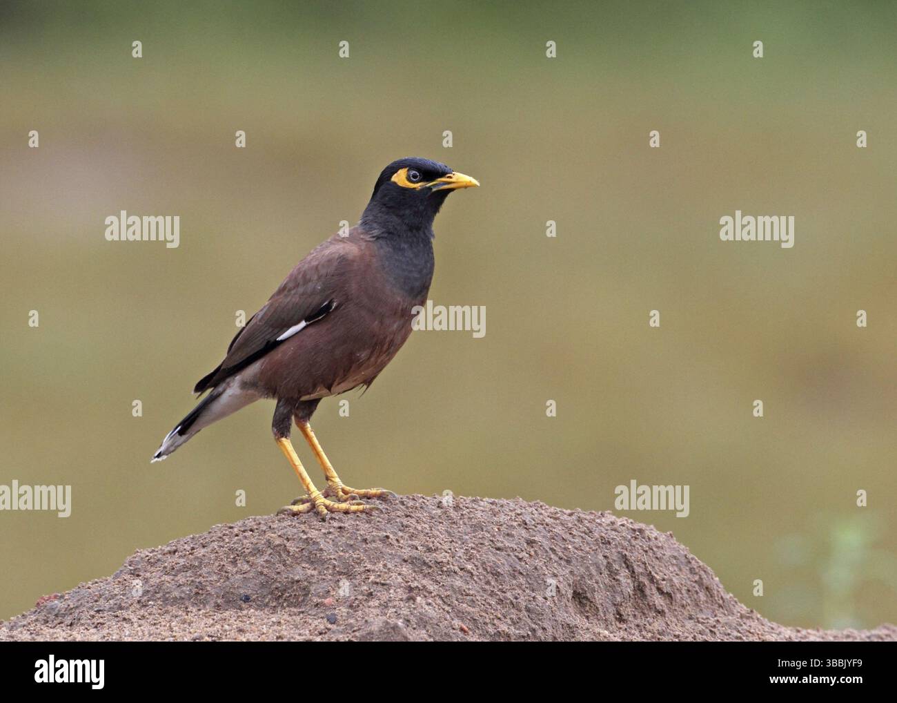Common Myna (Acridotheres tristis), Penang, Malaysia, Asia Stock Photo ...