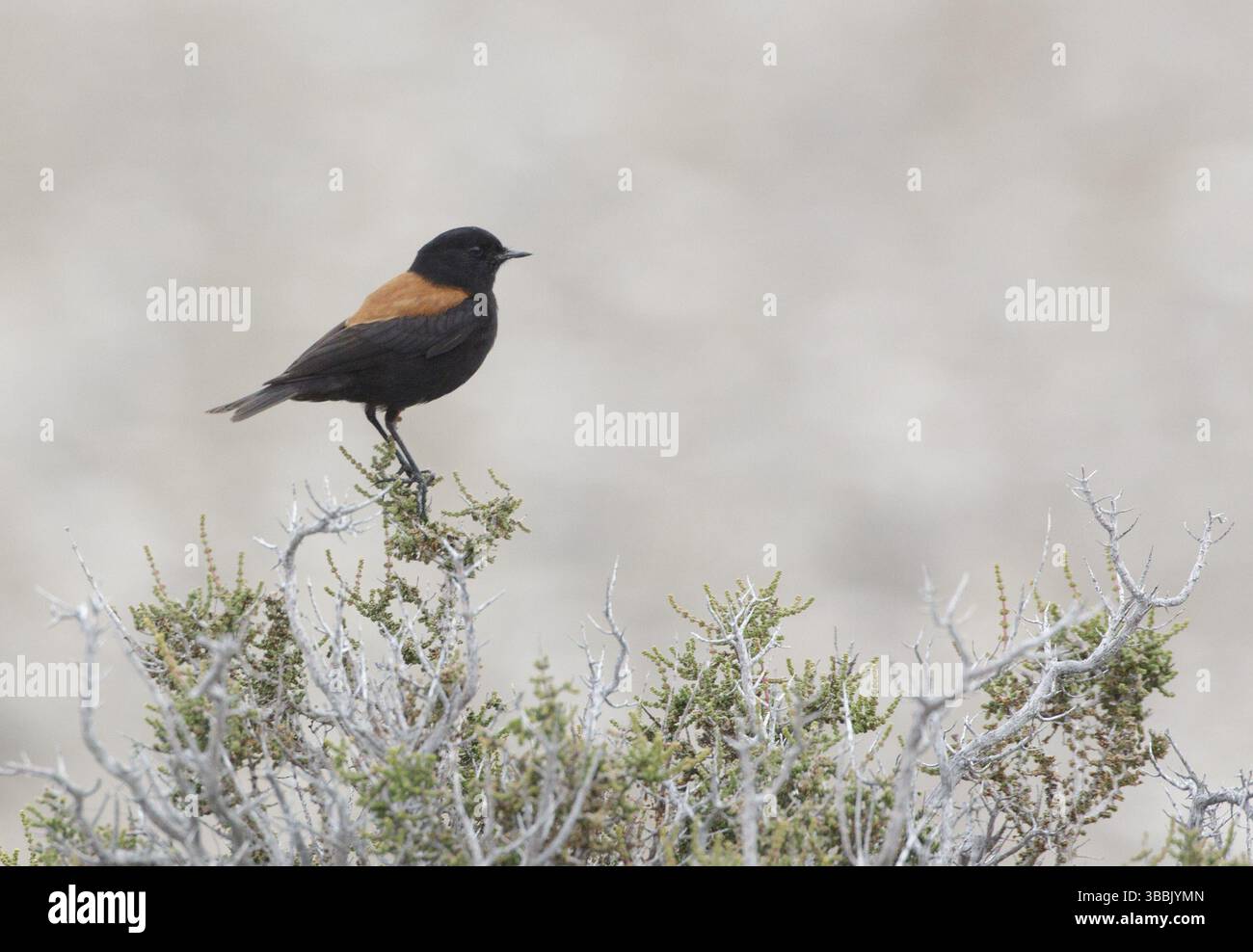 Austral Negrito (Lessonia rufa) male, Chubut, Argentina, South America ...