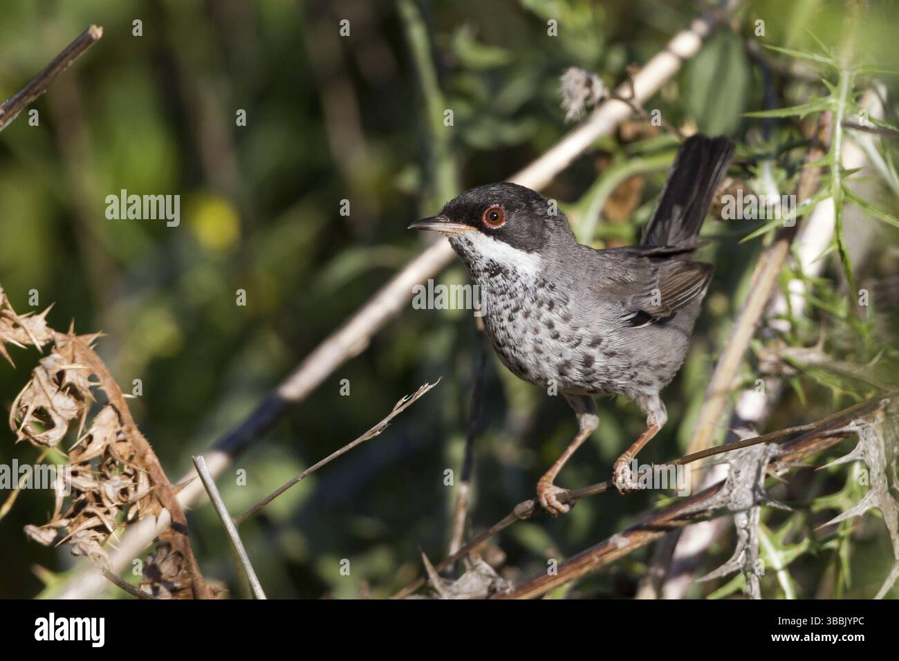Cyprus Warbler (Sylvia melanothorax) male, Cyprus, Europe Stock Photo ...