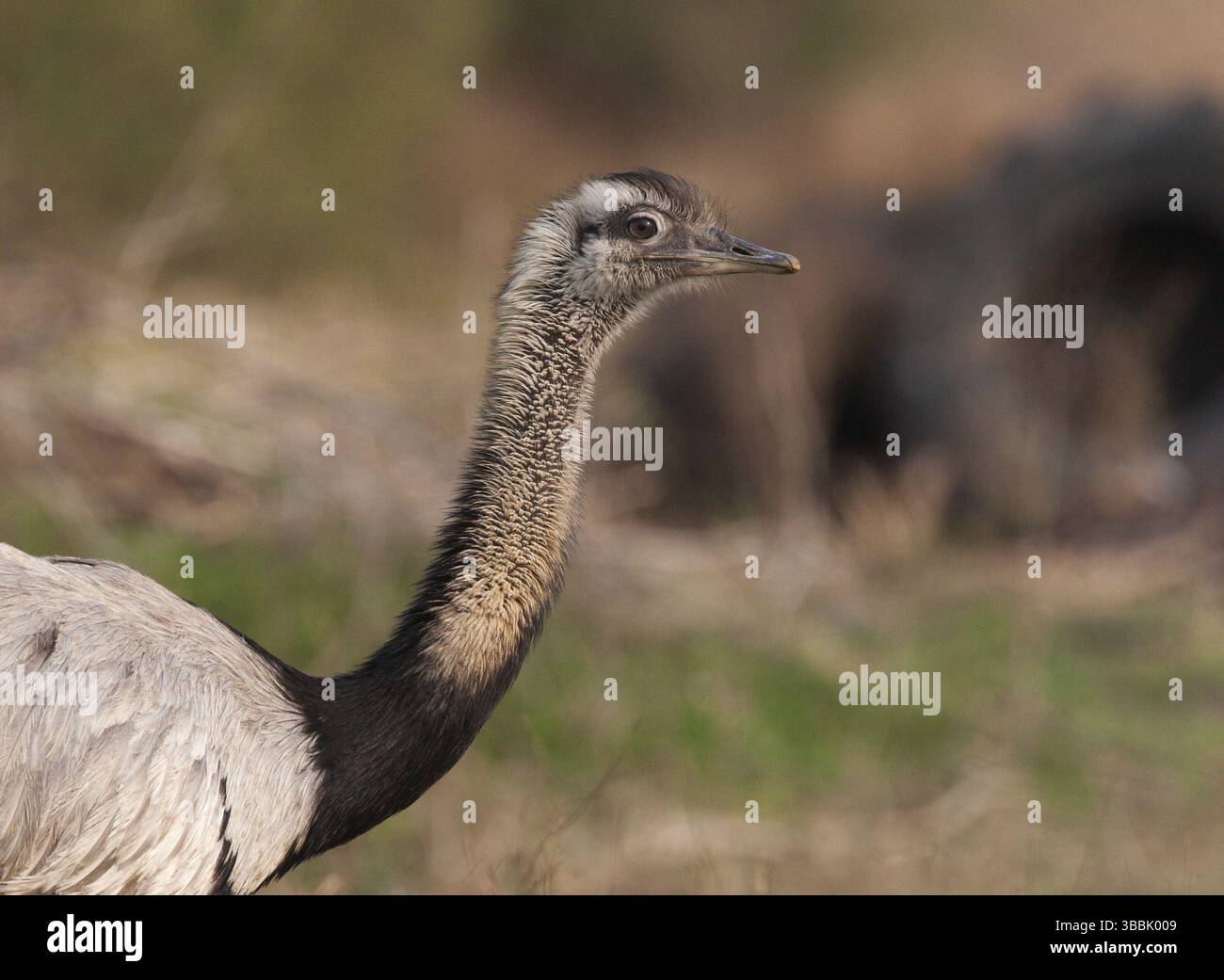 Greater Rhea (Rhea americana), Corrientes, Argentina, South America ...