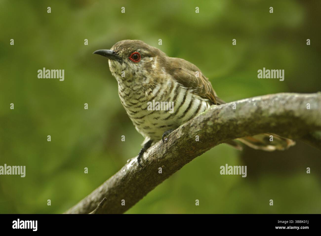 Little Bronze Cuckoo (Chrysococcyx minutillus) male, Queensland ...