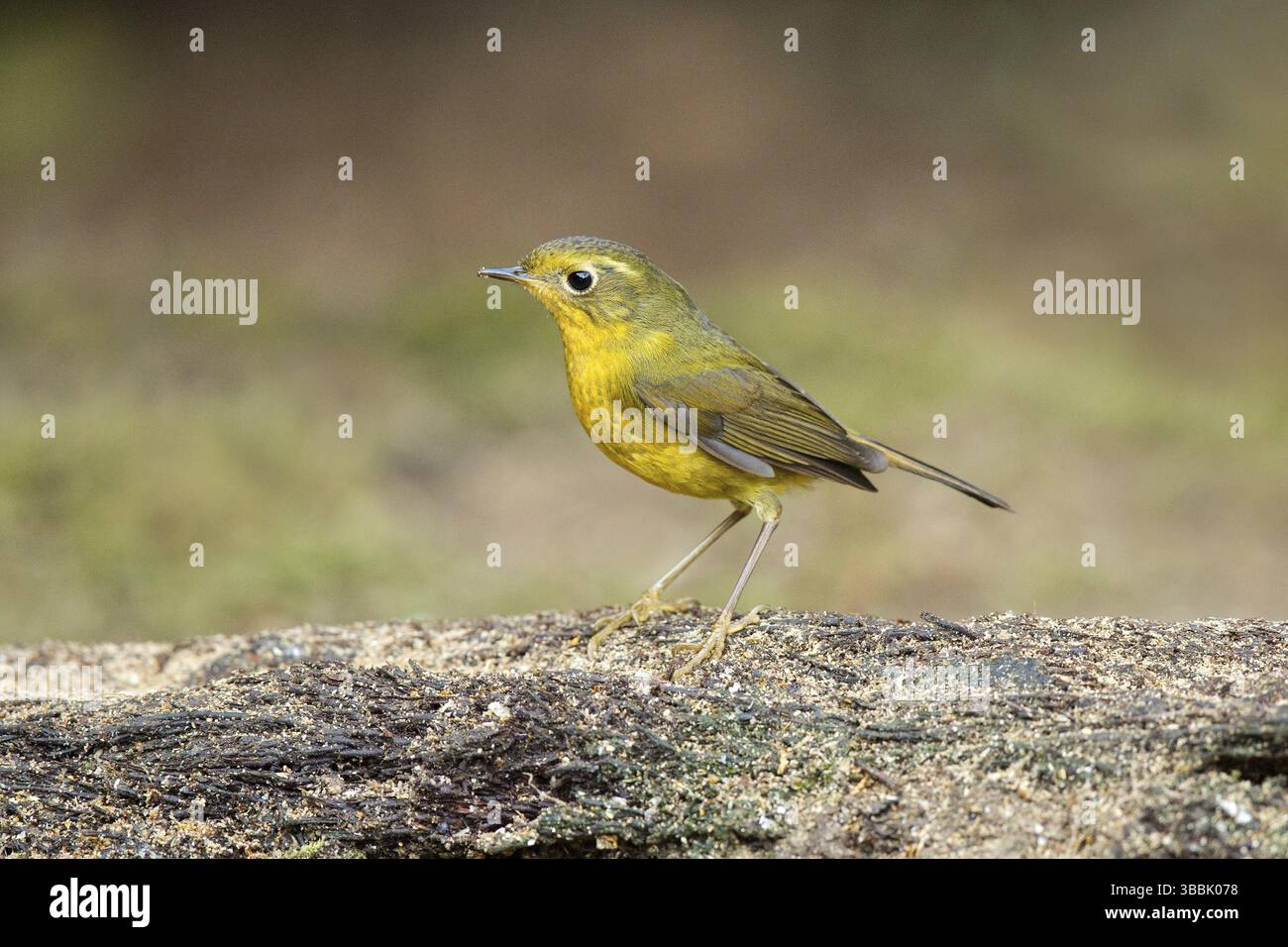 Golden Bush Robin (Tarsiger chrysaeus) female, Yunnan, China, Asia ...