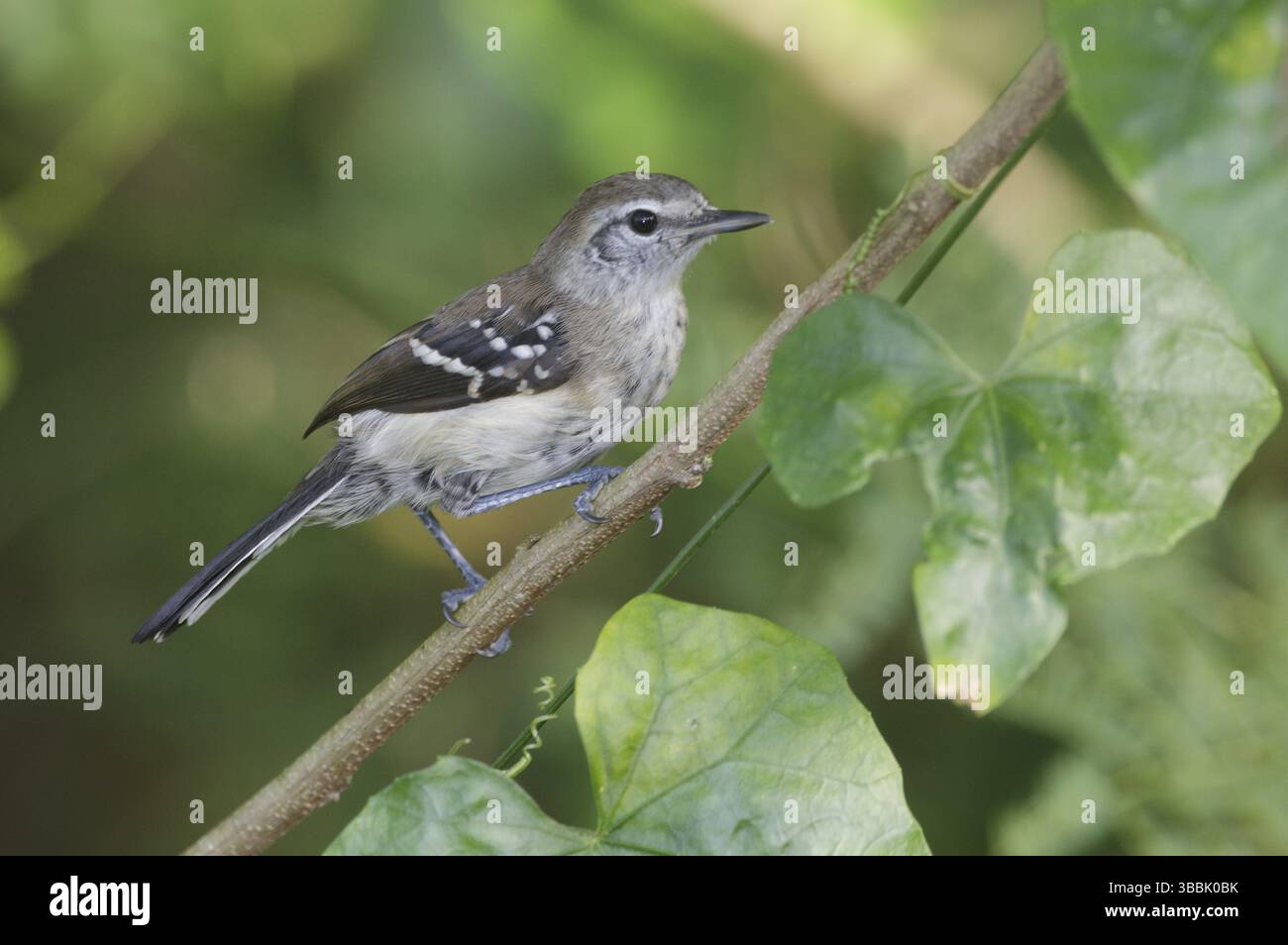 Southern White-fringed Antwren (Formicivora grisea) female, Trinidad ...