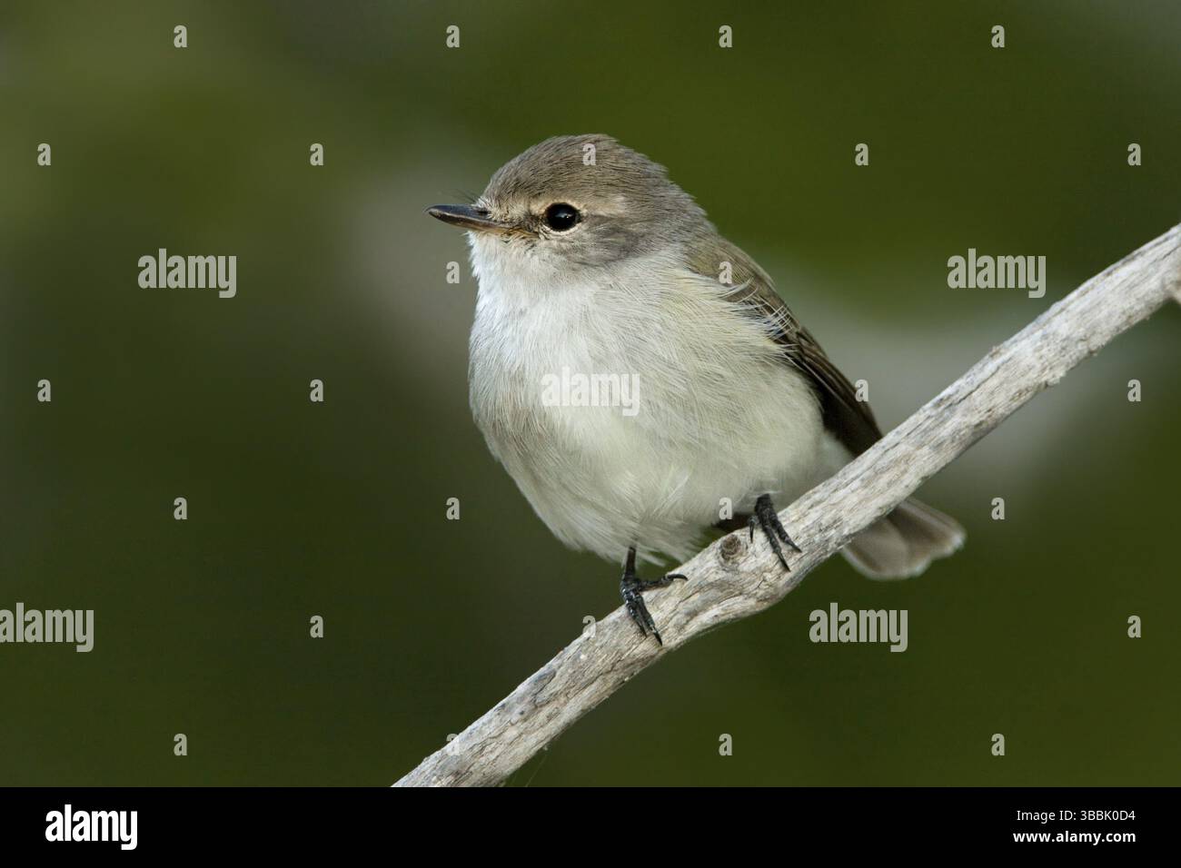 Lemon-bellied Flyrobin (Microeca flavigaster tormenti), Western ...
