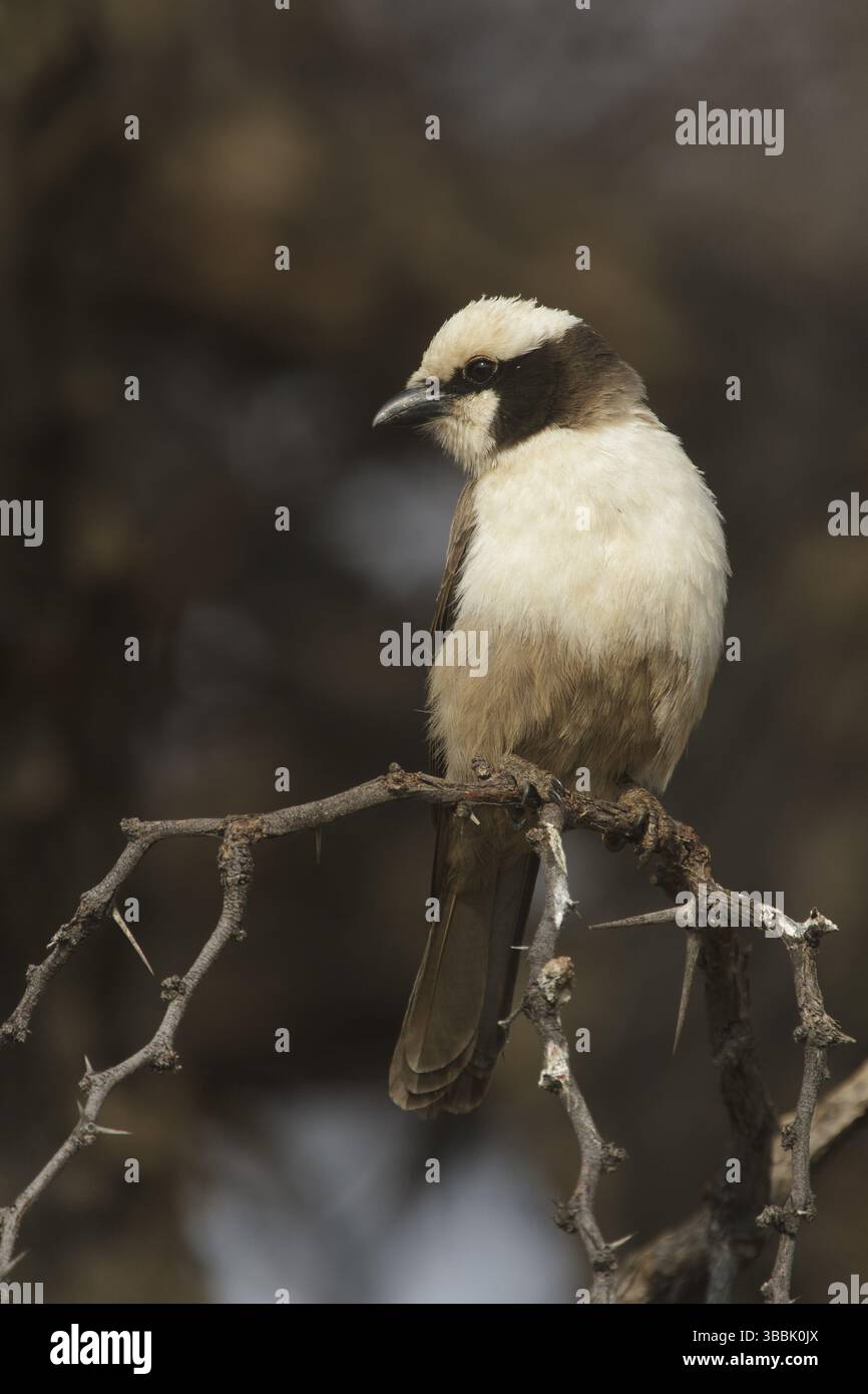 Southern White-crowned Shrike (Eurocephalus anguitimens), Khomas ...