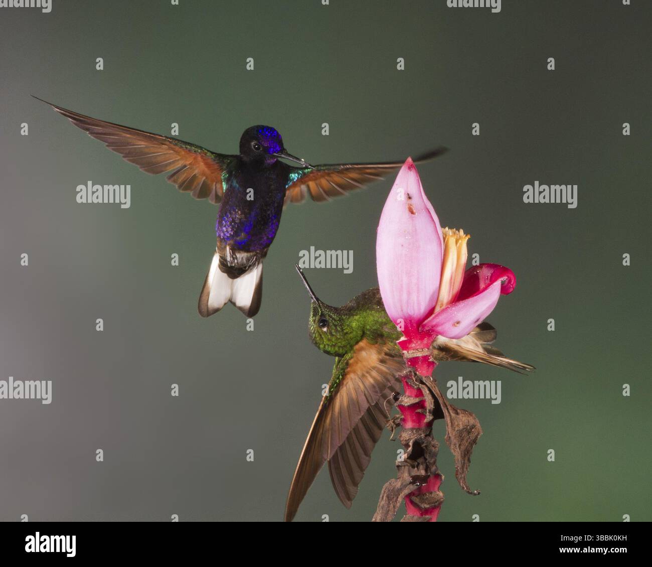 A Velvet-purple Coronet (left) and a Buff-tailed Coronet fight over a ...