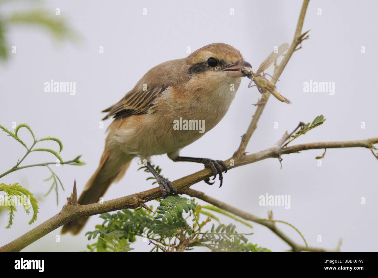 Red-tailed Shrike (Lanius phoenicuroides), India, Asia Stock Photo - Alamy