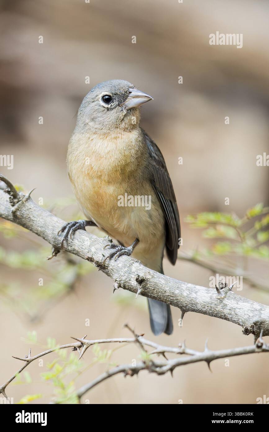 Rose bellied bunting and oaxaca hi-res stock photography and images - Alamy