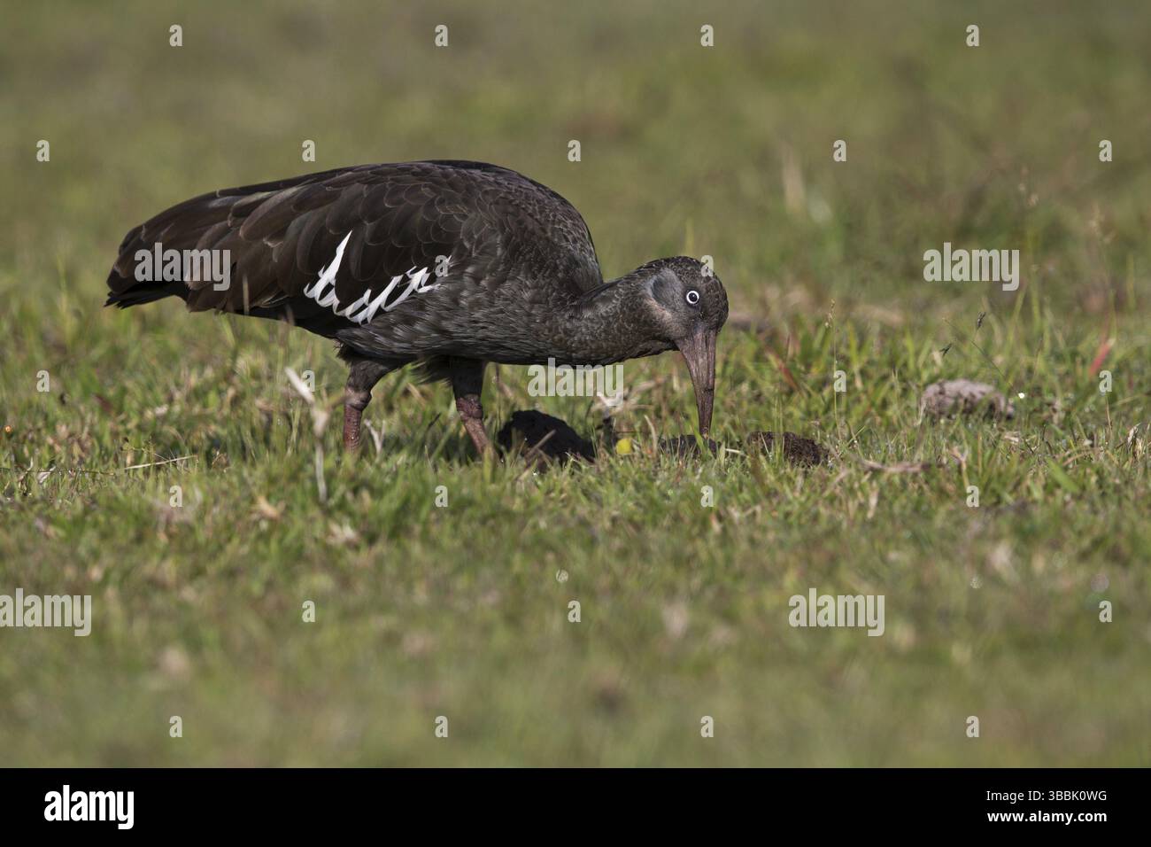 Wattled Ibis (Bostrychia carunculata) foraging, Alemgono Wetland ...