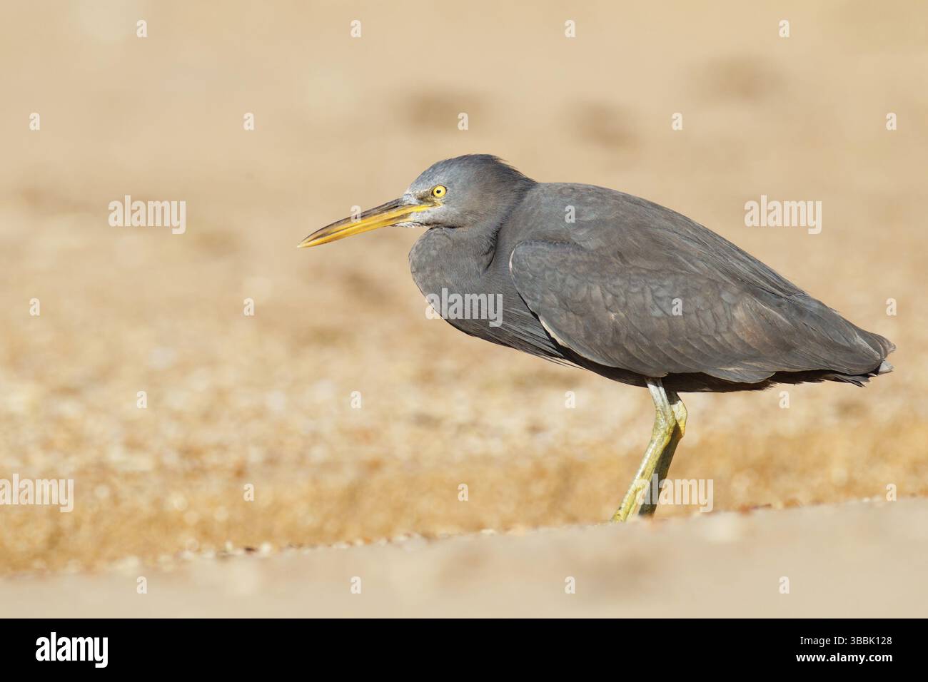 Pacific Reef Heron (Egretta sacra), Queensland, Australia, Oceania ...