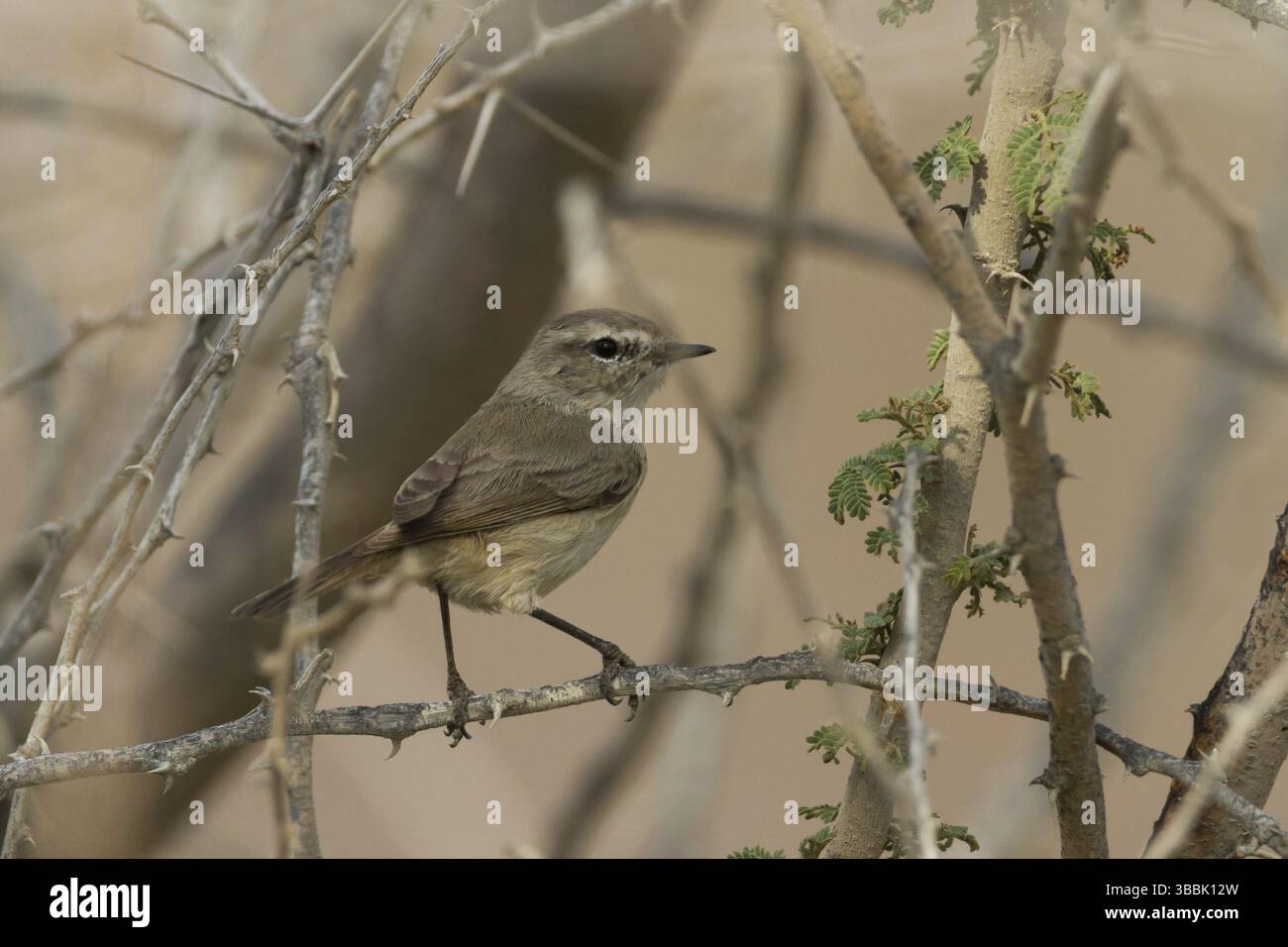 Plain Leaf Warbler (Phylloscopus neglectus), Oman, Asia Stock Photo - Alamy