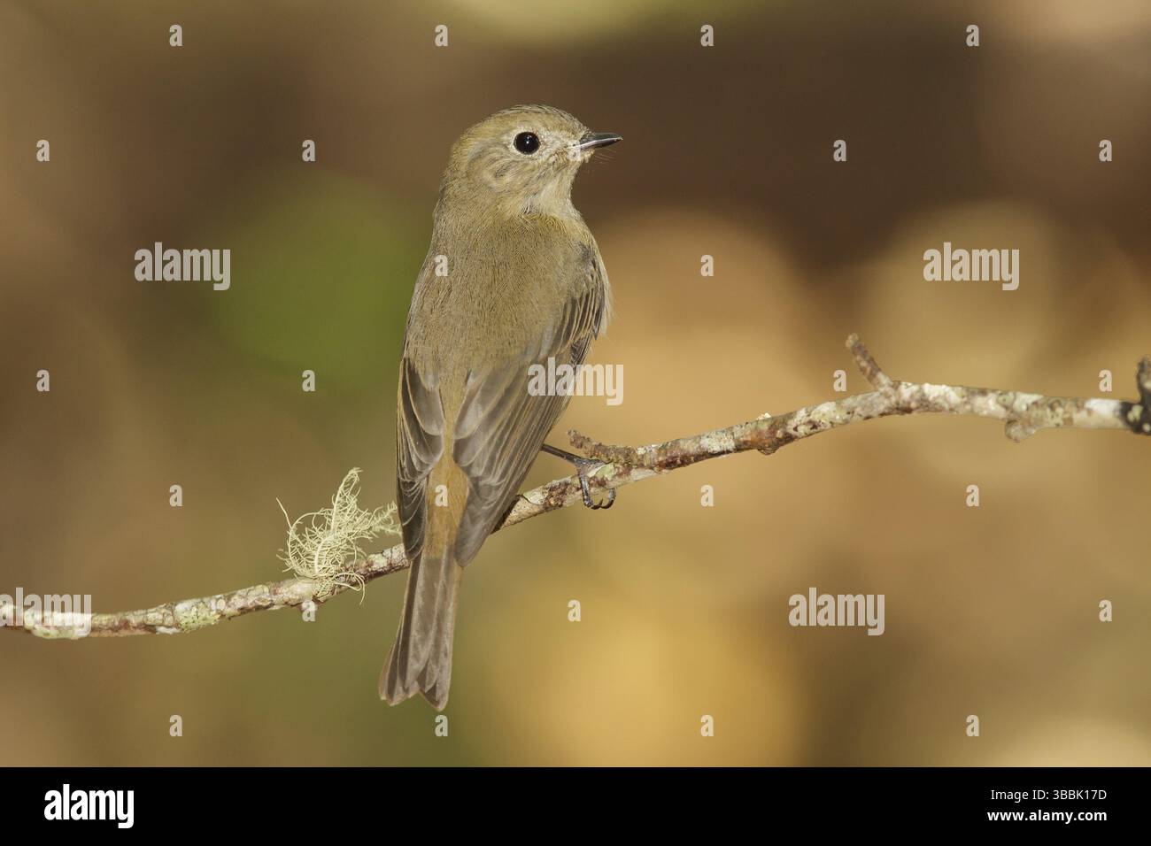 Slaty-blue Flycatcher (Ficedula tricolor) female, Doi Lang, Thailand ...