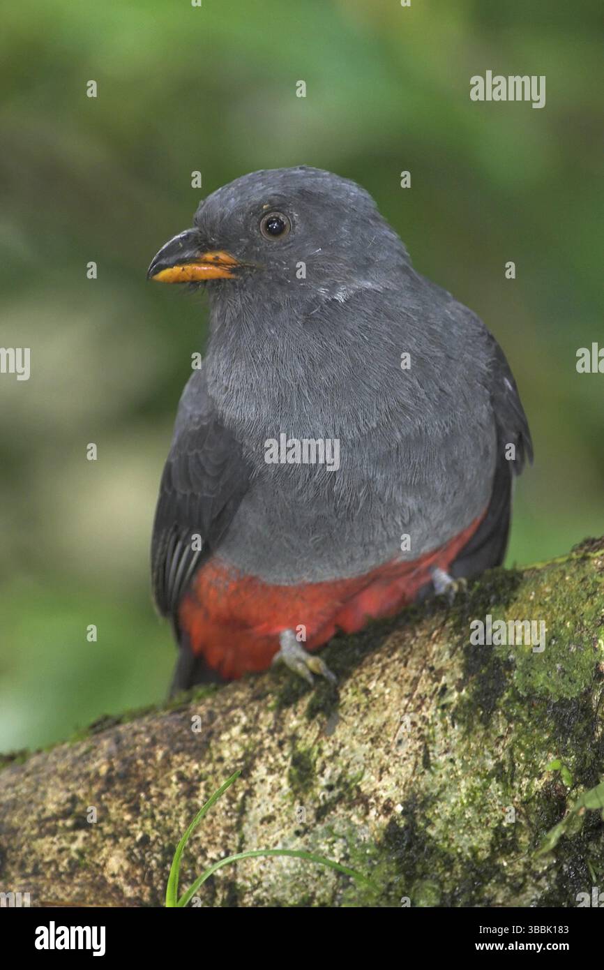 Slaty-tailed Trogon (Trogon massena) female, Costa Rica, Central ...