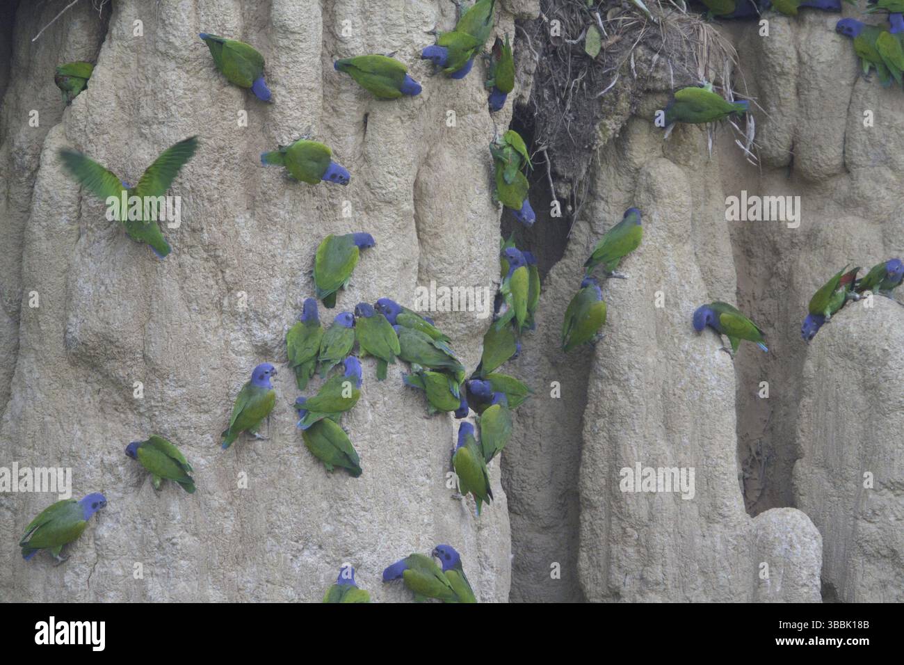 Blue-headed Parrot (Pionus menstruus), Manu National Park, Peru, South ...