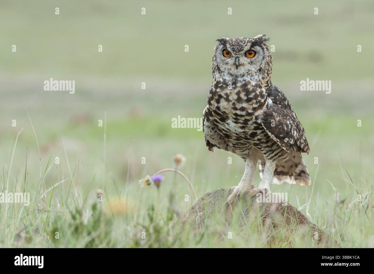 Cape Eagle-Owl (Bubo capensis) captive, Mpumalanga, South Africa ...