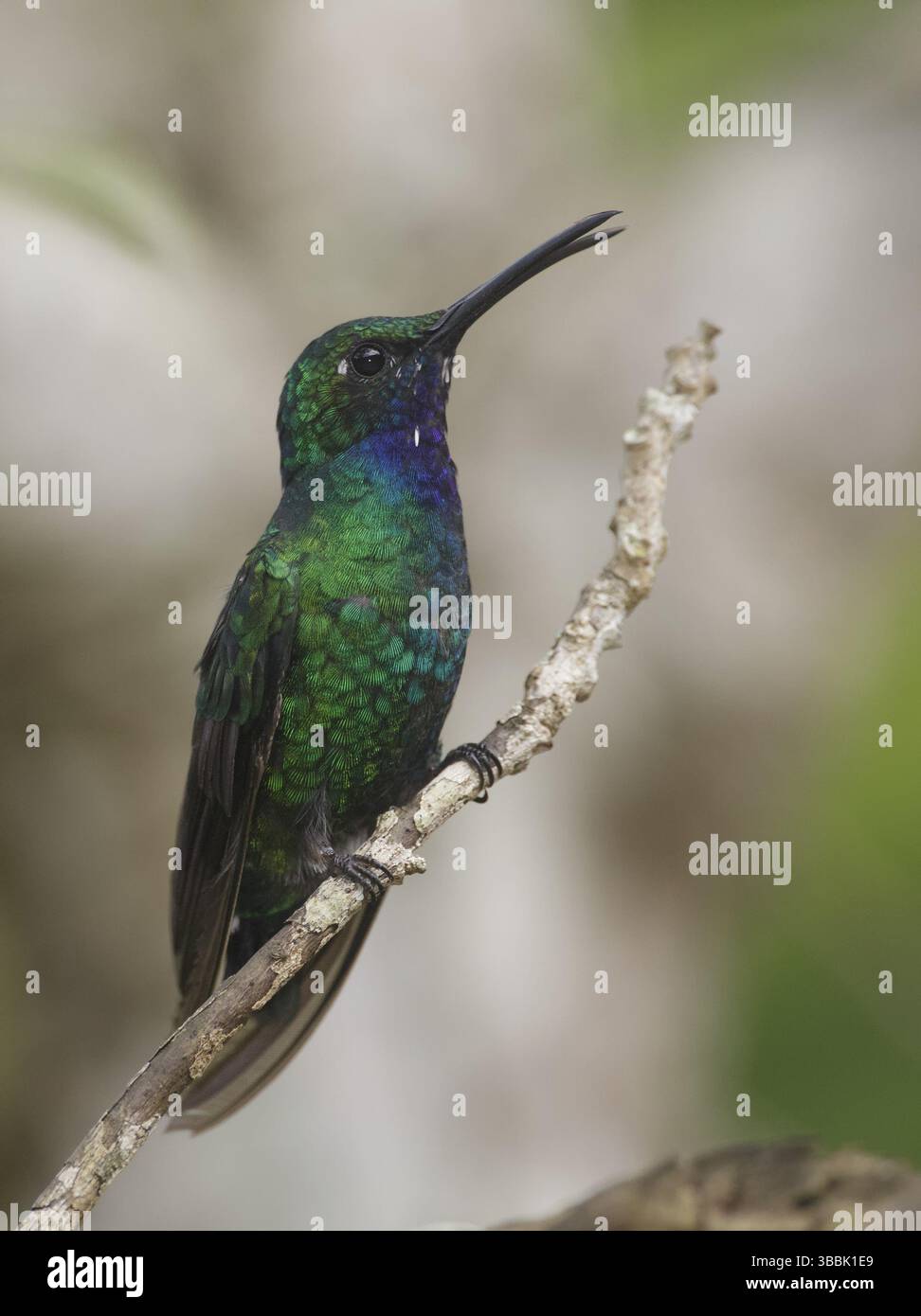 White-tailed Sabrewing (Campylopterus ensipennis) male, Trinidad and ...