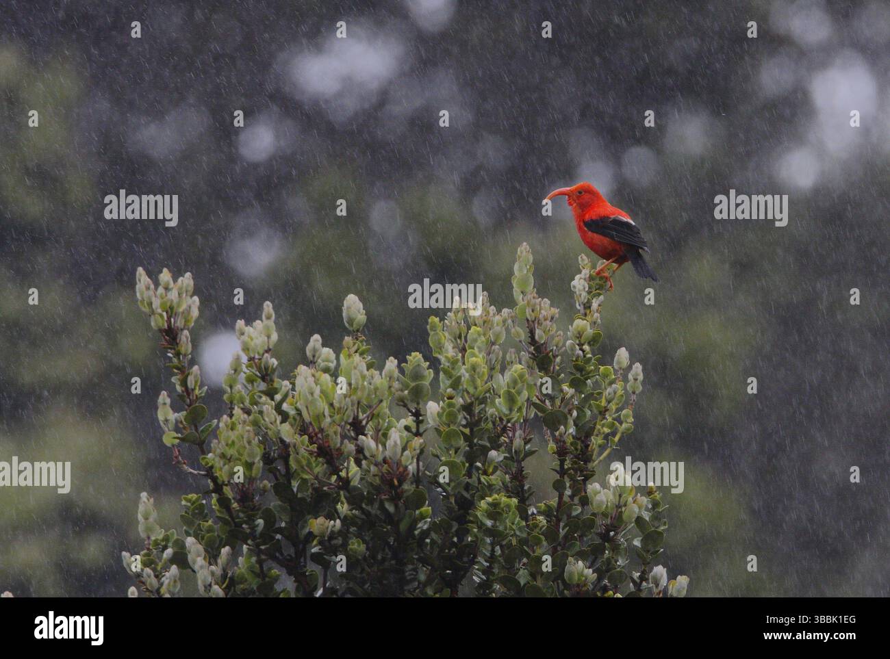 Photographed at Hakalau Forest NWR, Hawaii Island, Hawaii Stock Photo ...