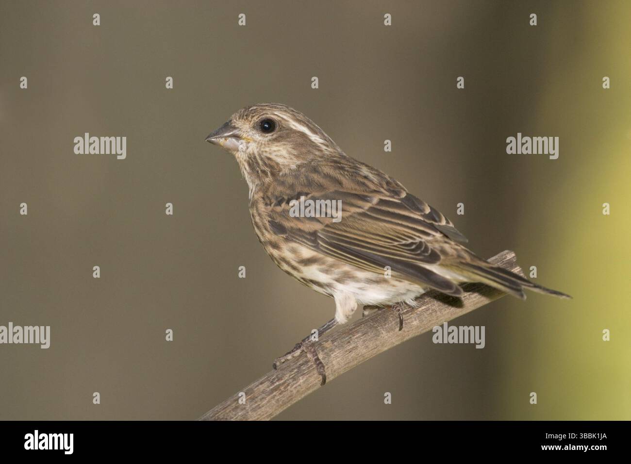 Purple Finch Carpodacus purpureus Tamrack, Aitkin County, Minnesota ...