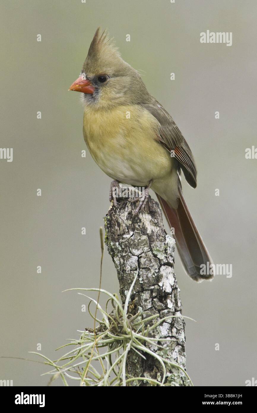 Northern Cardinal (Cardinalis cardinalis), Texas, USA, North America ...