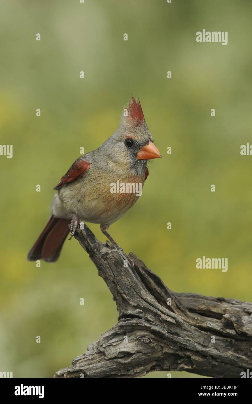 Northern Cardinal (Cardinalis cardinalis), Texas, USA, North America ...