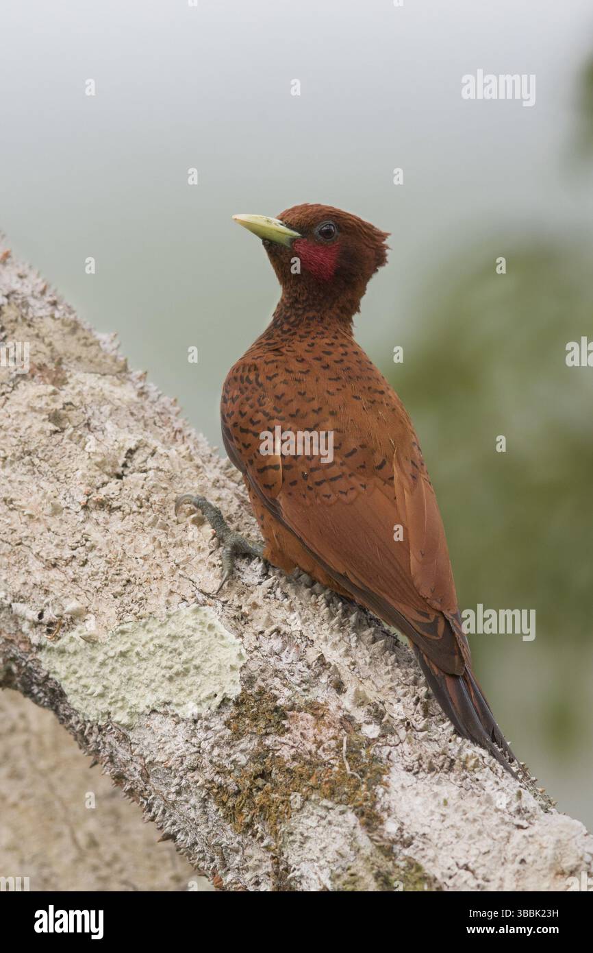 Scaly-breasted Woodpecker (Celeus grammicus) male, Napo, Ecuador, South ...