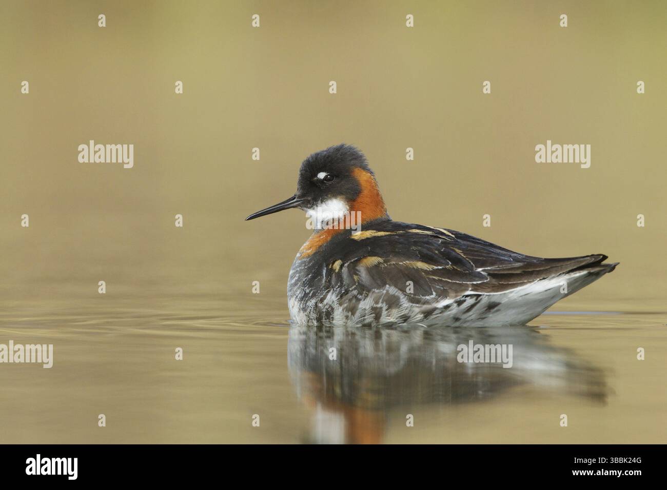 Red-necked Phalarope (Phalaropus lobatus) female, Myvatn, Iceland ...