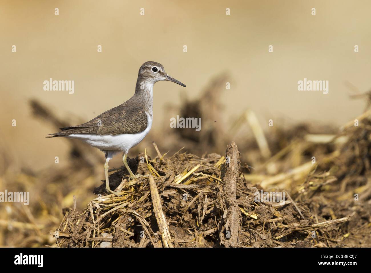 Common Sandpiper (Actitis hypoleucos), Cyprus, Europe Stock Photo - Alamy