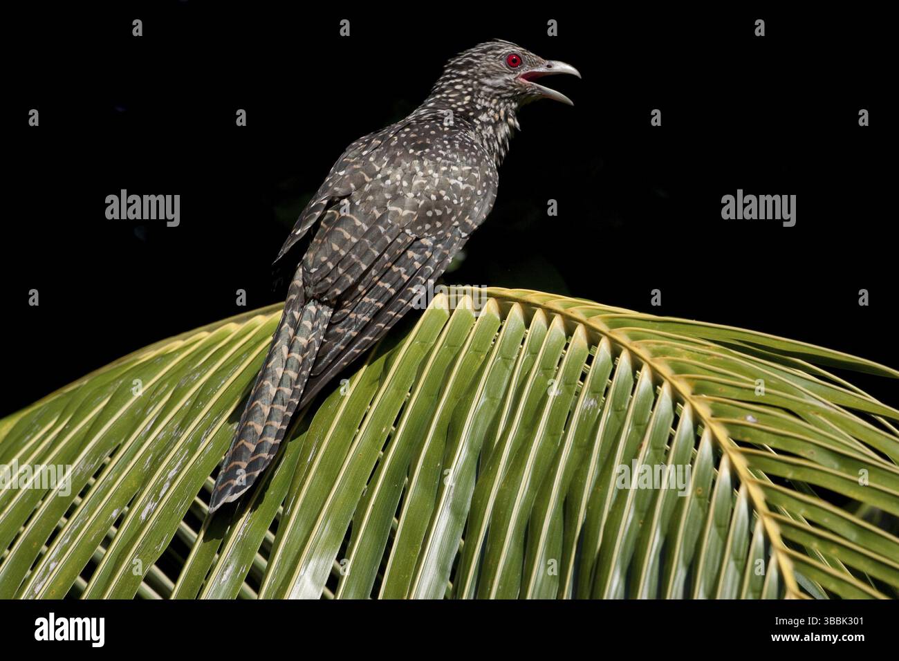 Asian Koel (Eudynamys scolopaceus) female calling, Singapore, Asia Stock Photo - Alamy