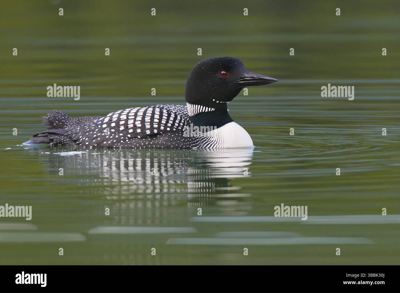 Great Northern Loon (Gavia immer), Alberta, Canada, North America Stock ...
