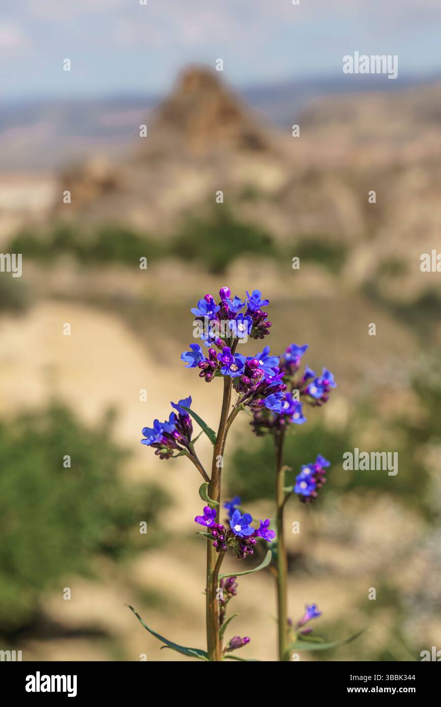 The Anchusa leptophylla wildflower stands out in Cappadocia's Meskendir ...