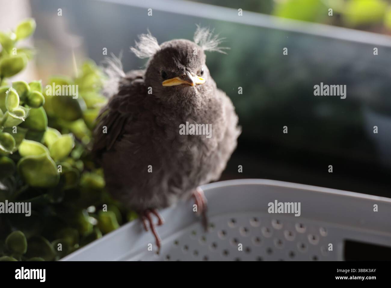 A small, sprawled blackbird chick sitting in captivity on a box by the ...