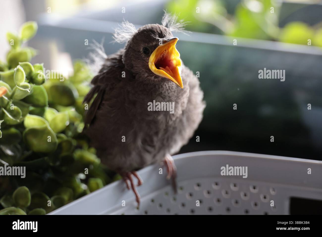 small, sprawled blackbird chick with a wide open yellow beak sitting in ...