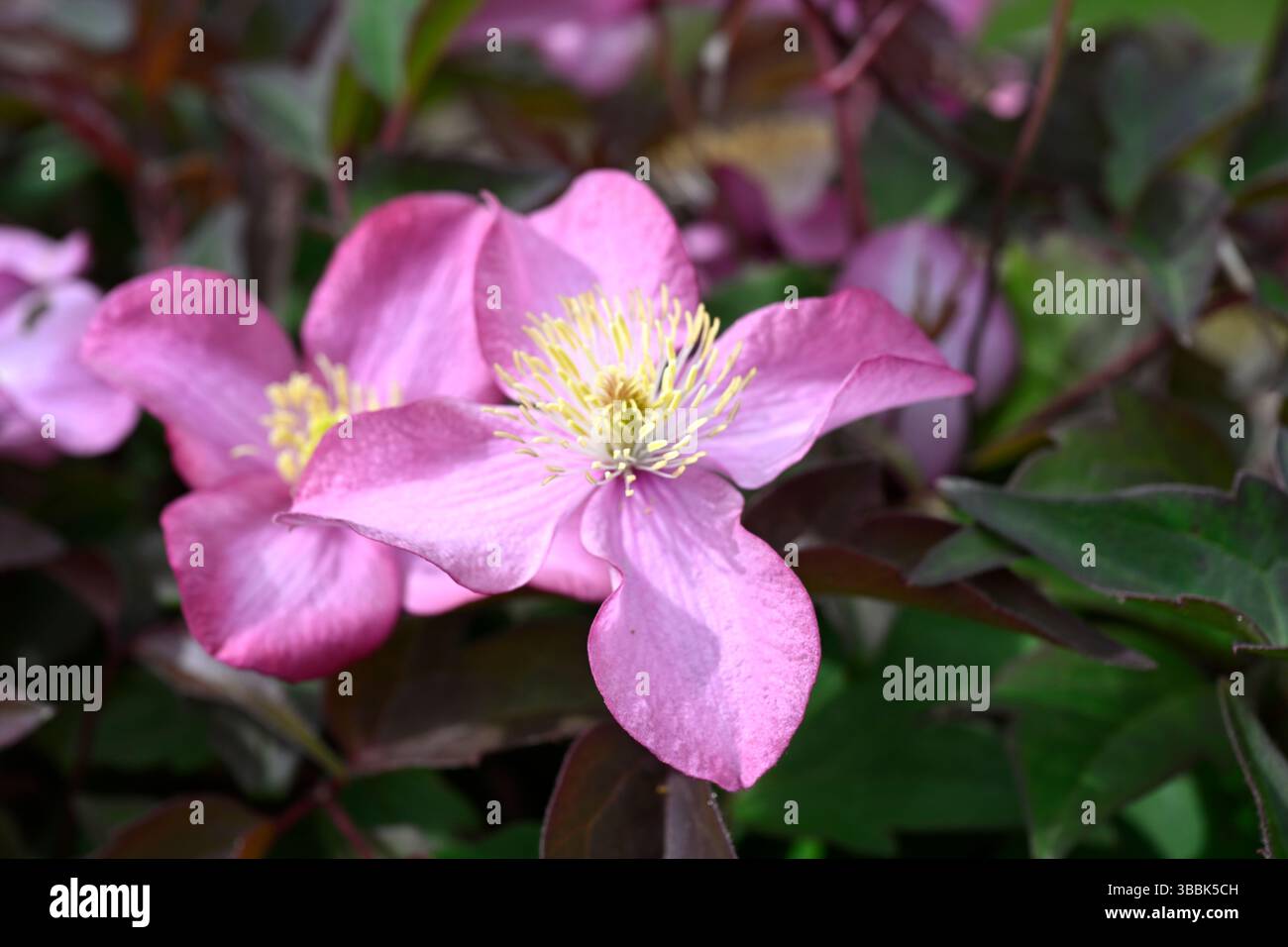 Vivid pink spring flowers of clematis montana Freda UK garden May Stock ...