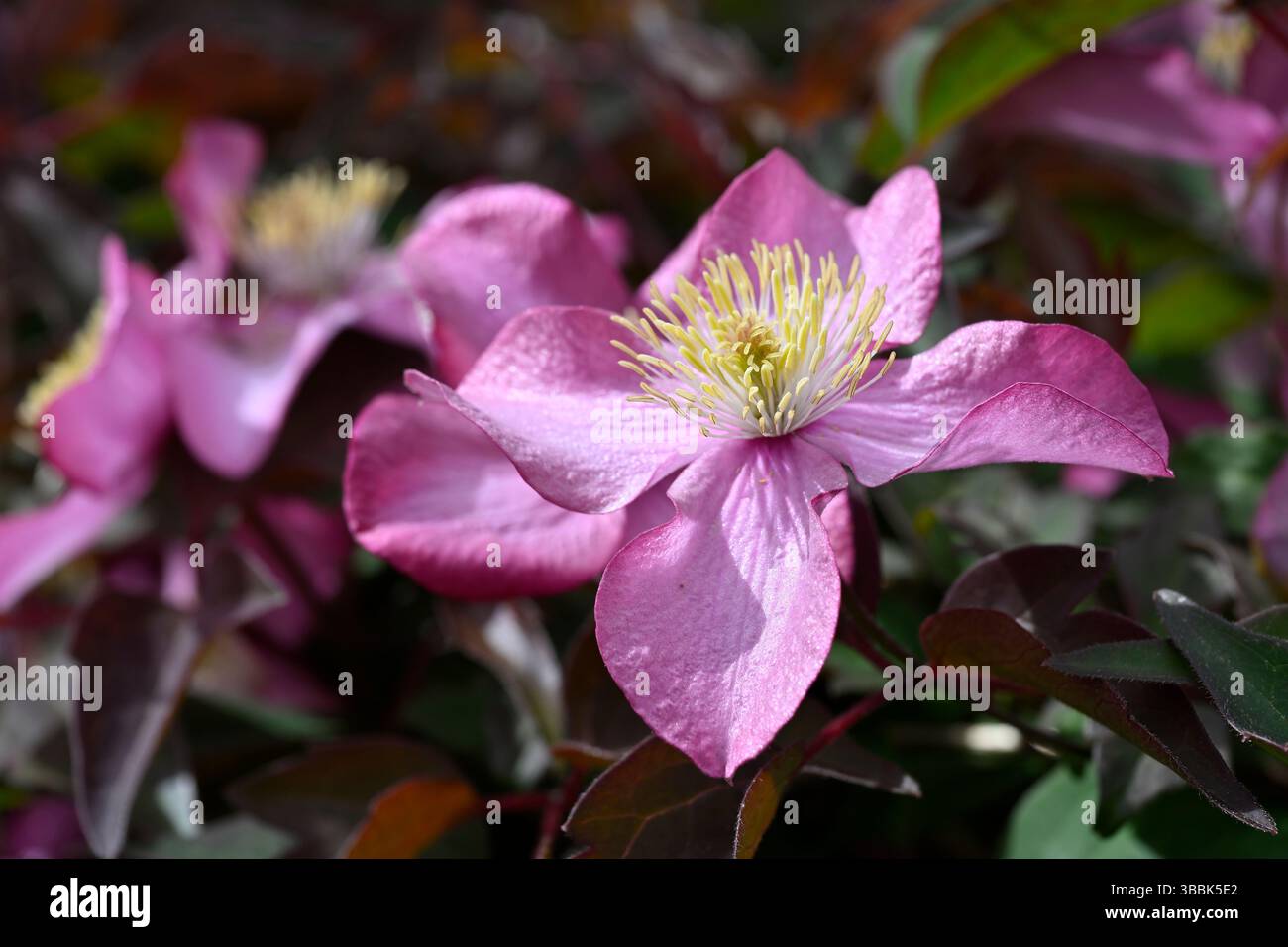 Vivid pink spring flowers of clematis montana Freda UK garden May Stock ...