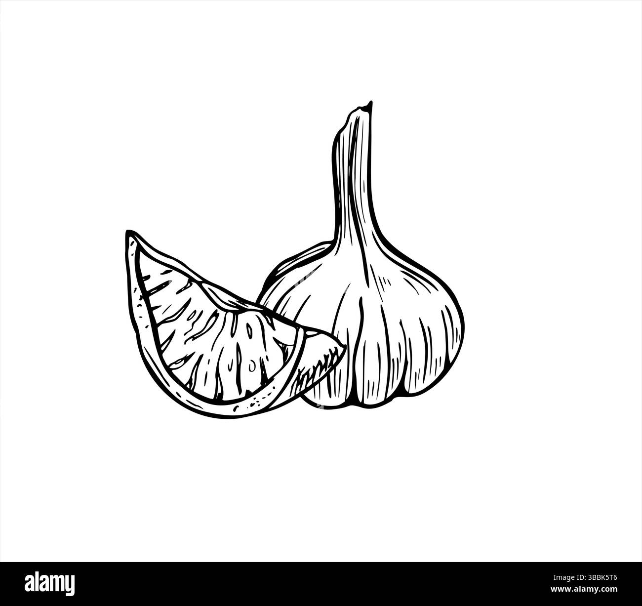 Monochrome vector whole garlic bulb and lemon slice line art black ink ...