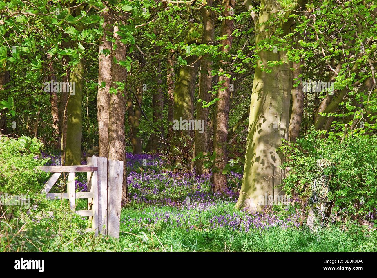 Step through the Enchanted Gateway into a Forest full of Bluebells ...