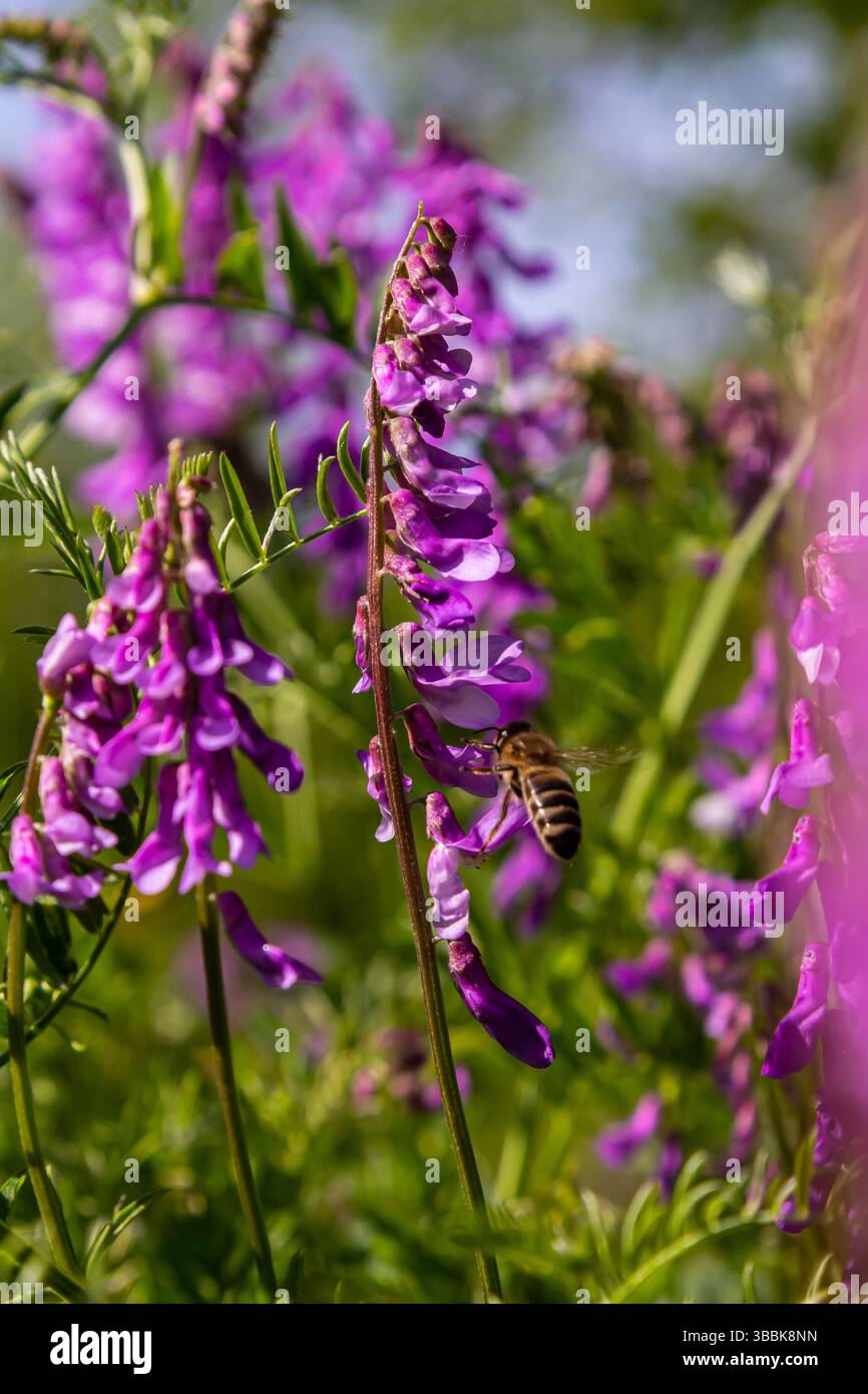 Vetch, vicia cracca valuable honey plant, fodder, and medicinal plant ...