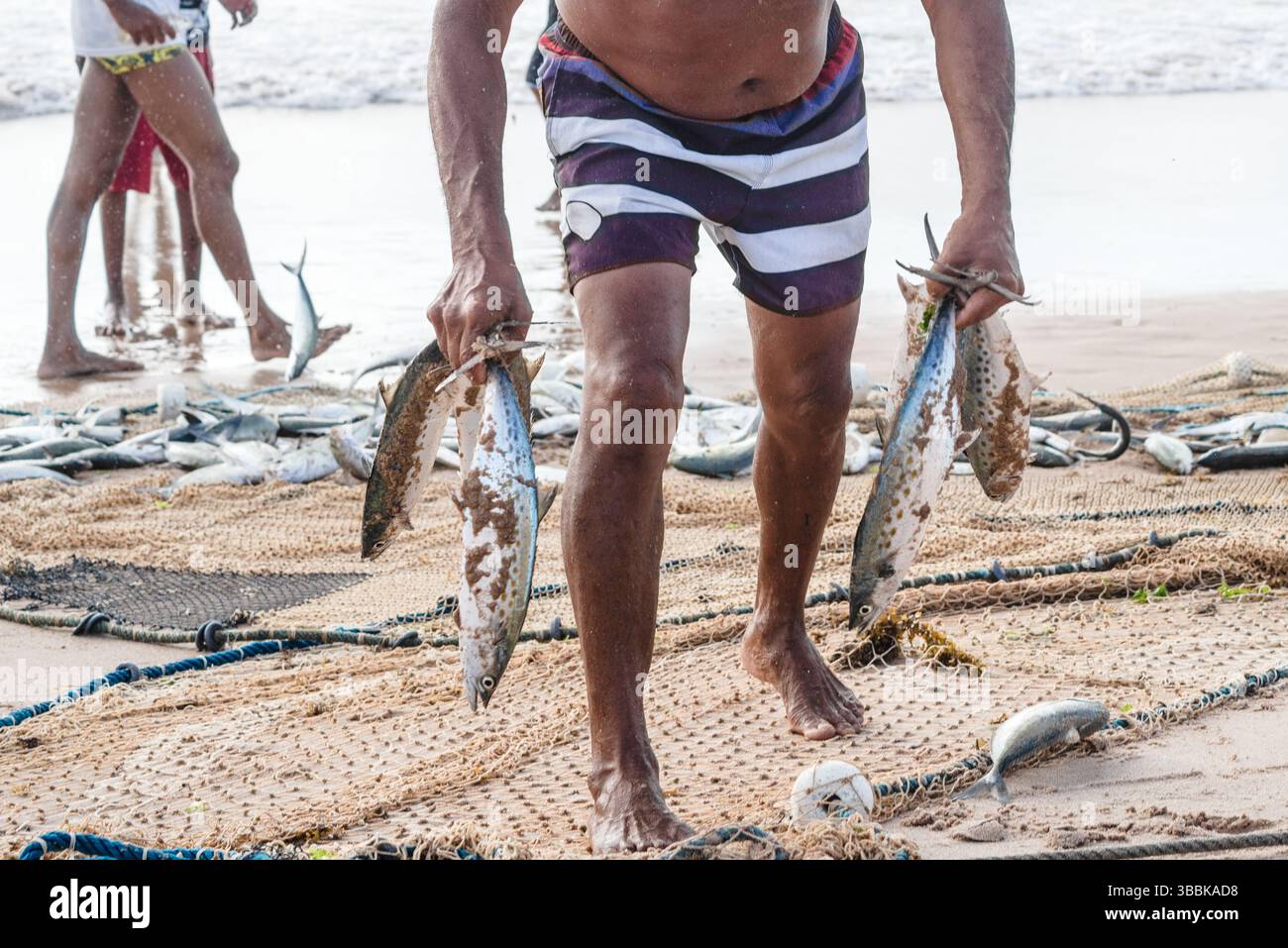 Half a body of unidentified fishermen removing fish from the net after ...